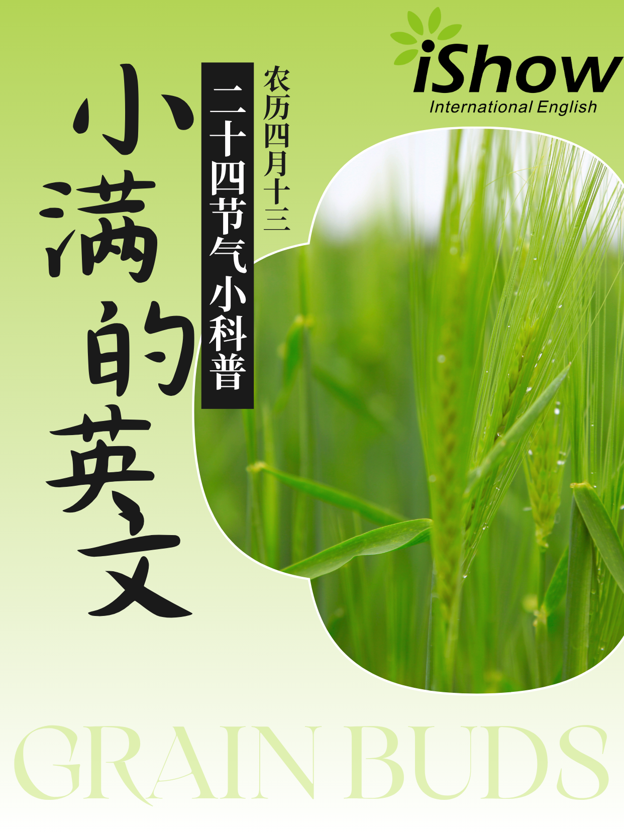 知足常乐，丰收在望——小满的英文（Grain Buds）-iShow国际英语大学生口语培训班